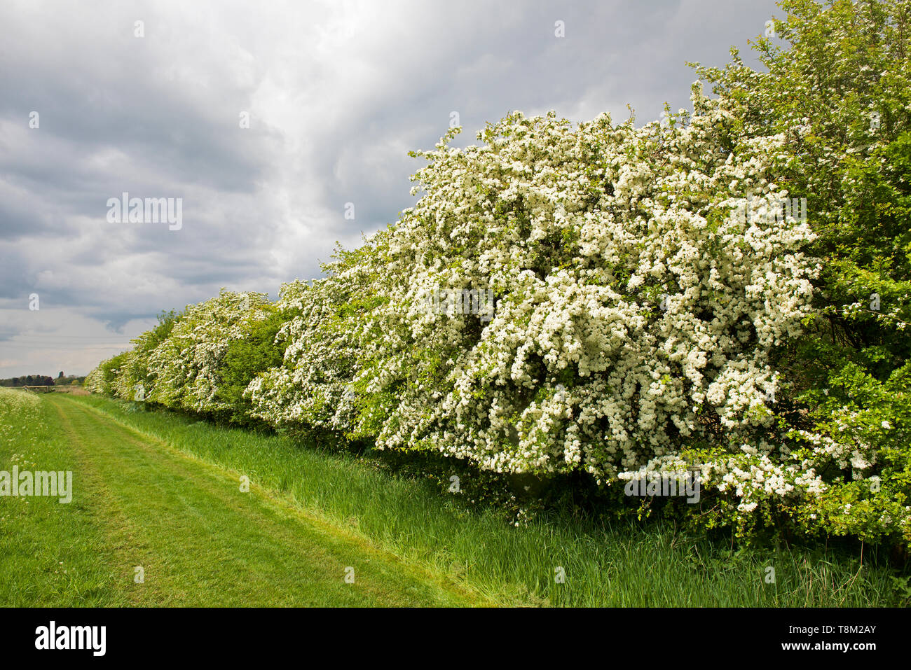 Blacktoft Sands, RSPB Nature Reserve, East Yorkshire, England UK Stock ...
