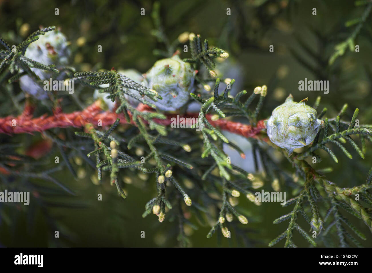 Cypress Plants High Resolution Stock Photography and Images - Alamy