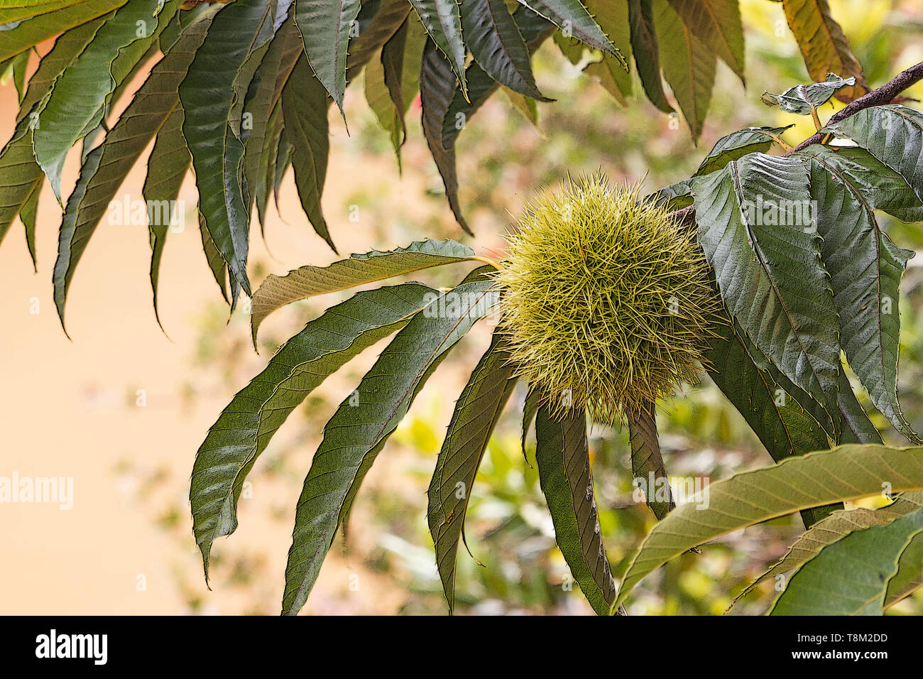 Sweet chestnut tree with fruit Stock Photo - Alamy