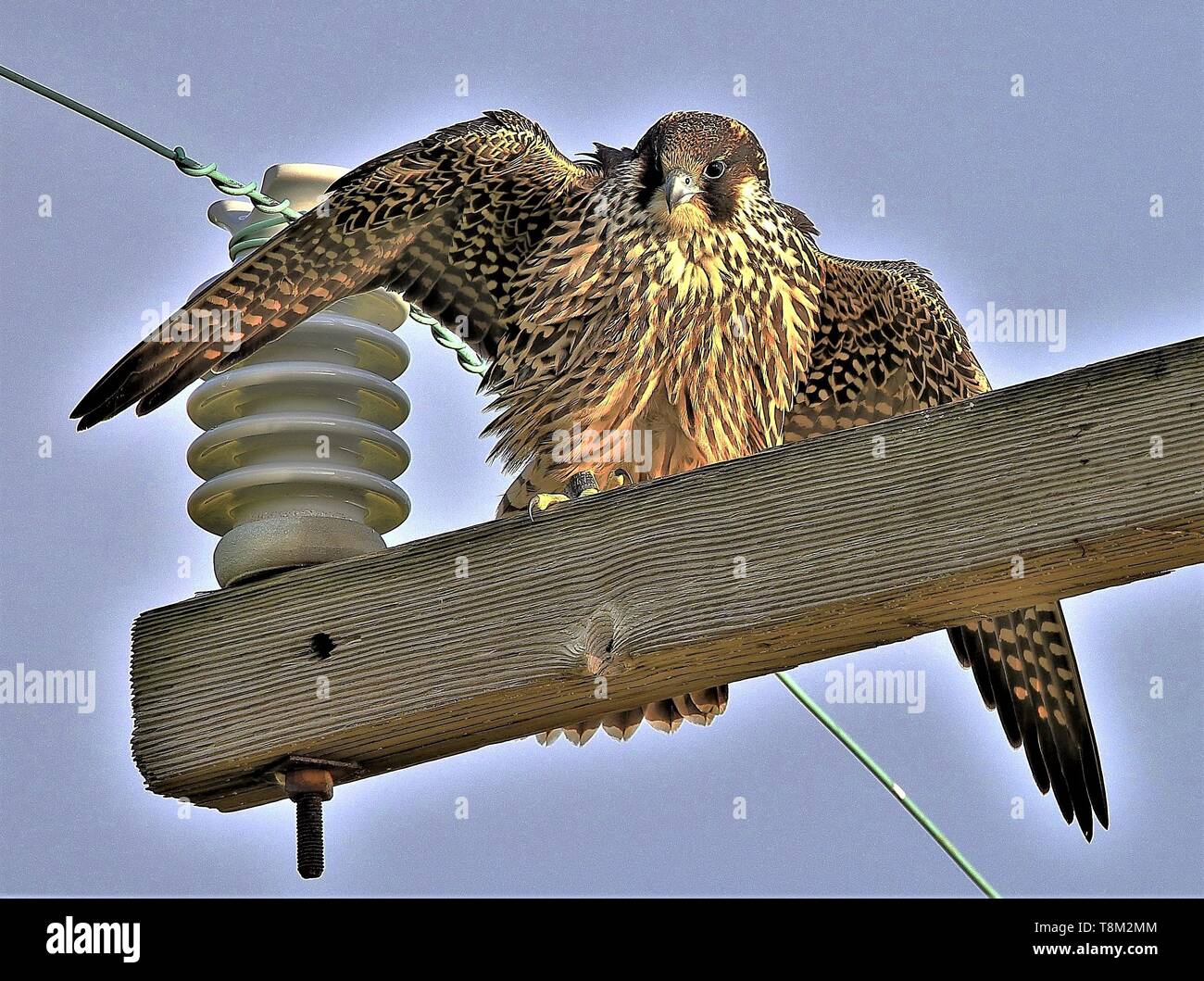 Falcon Flyer High Resolution Stock Photography and Images - Alamy