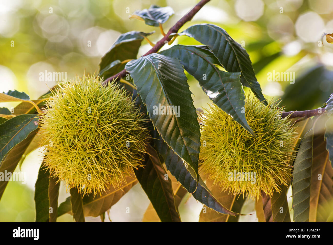 Chestnut Tree Fruit Stock Photos & Chestnut Tree Fruit Stock Images - Alamy