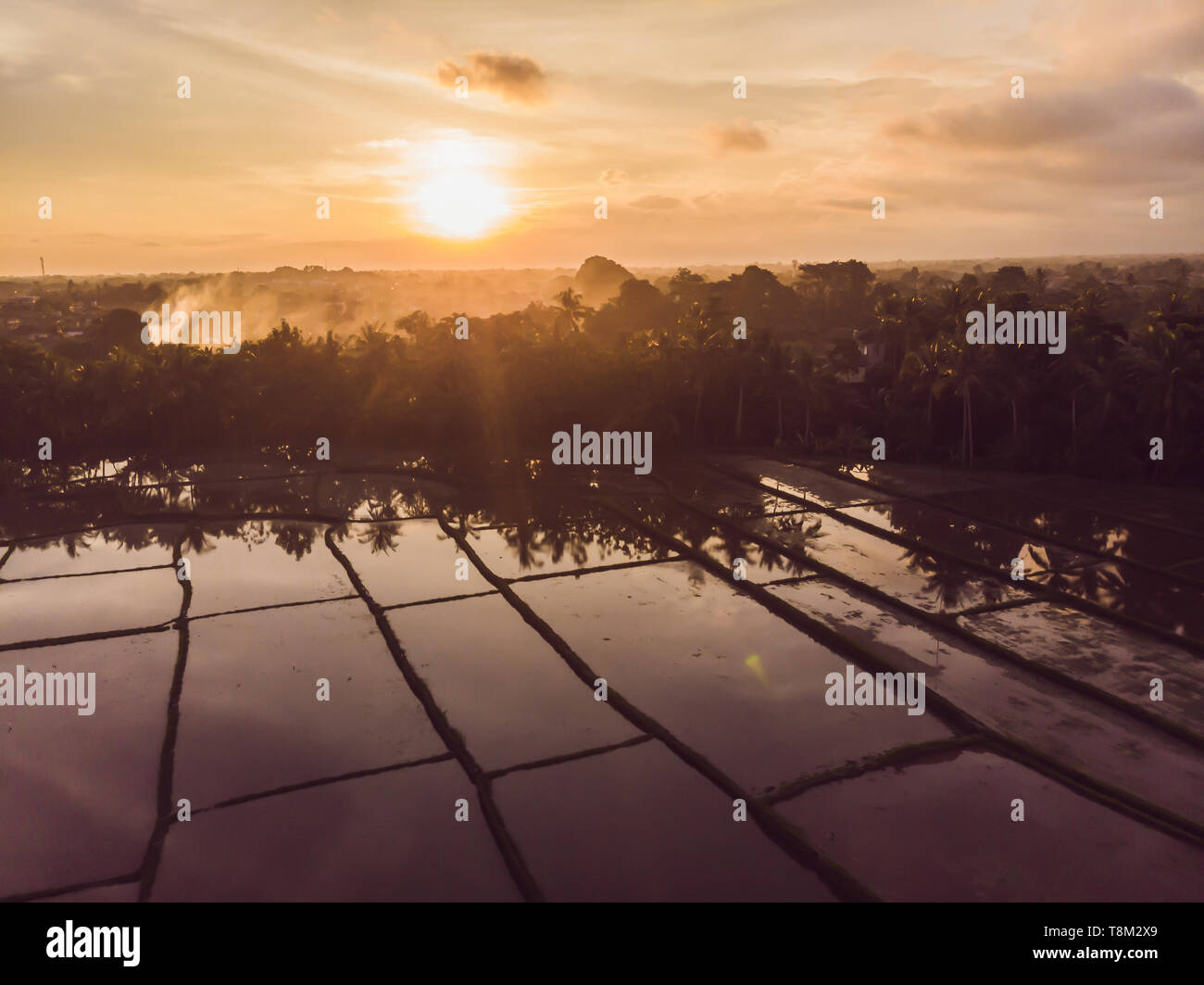 The rice fields are flooded with water. Flooded rice paddies. Agronomic ...