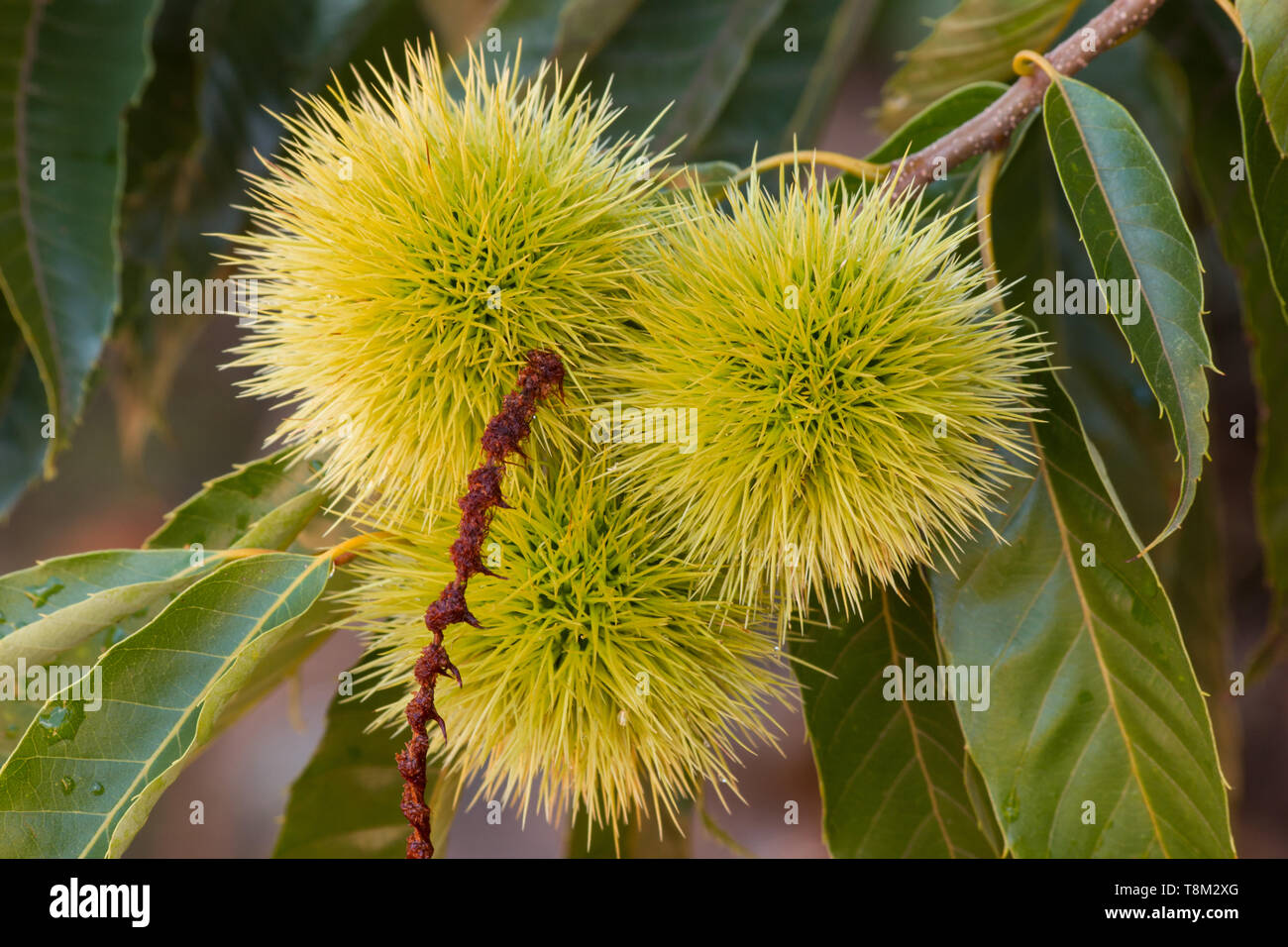 Sweet chestnut tree with fruit Stock Photo - Alamy