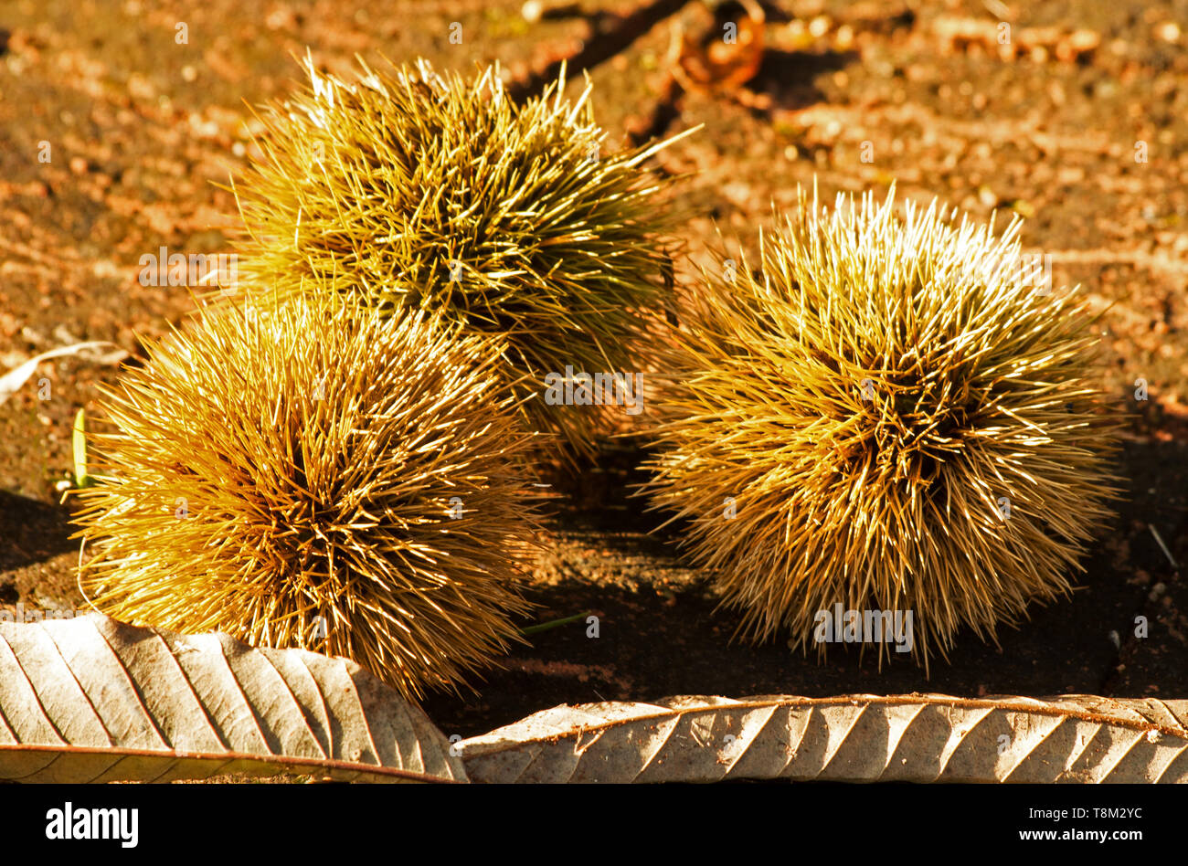 Fallen chestnuts fruit Stock Photo - Alamy