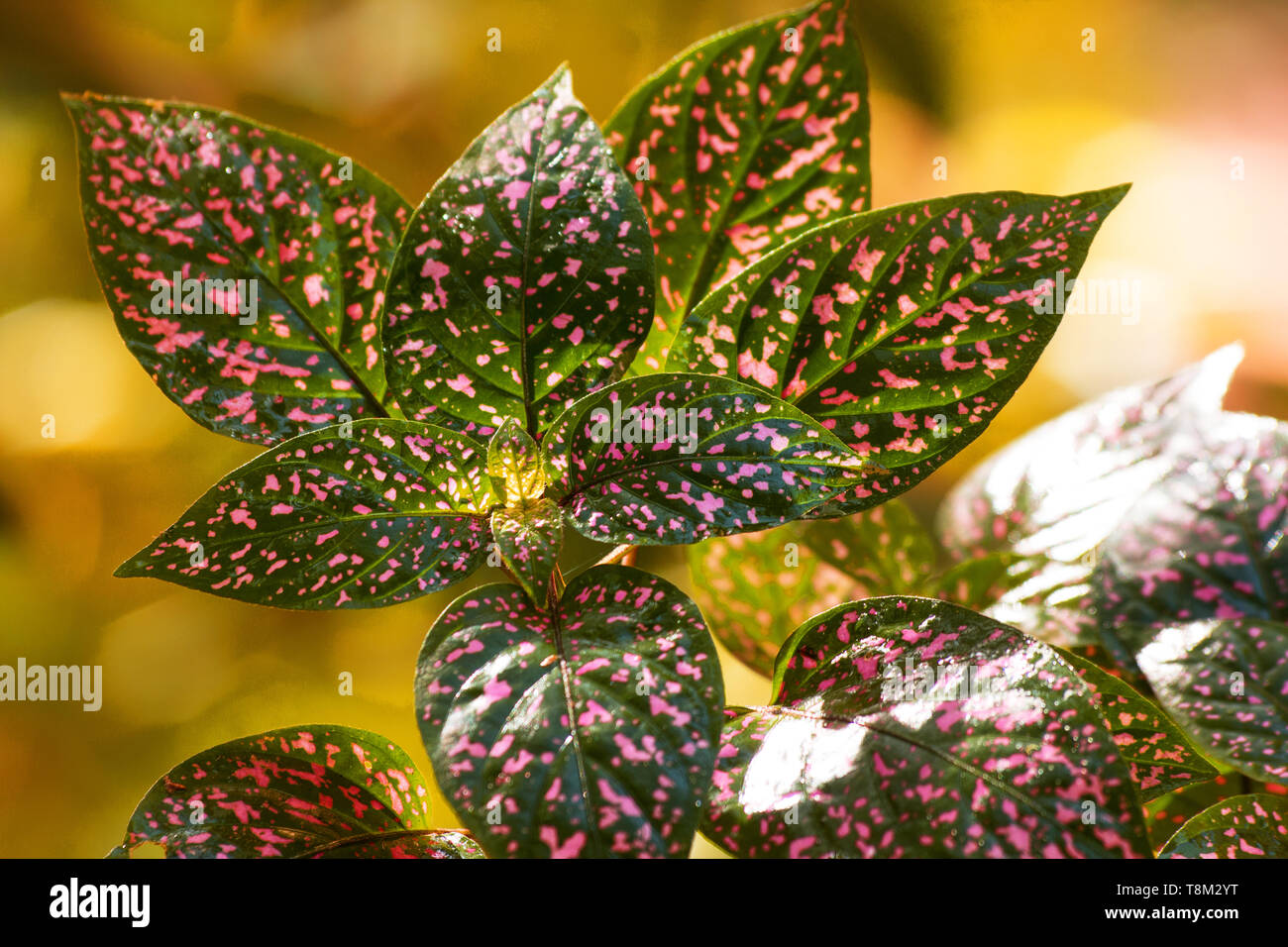 Hypoestes plant hi-res stock photography and images - Alamy