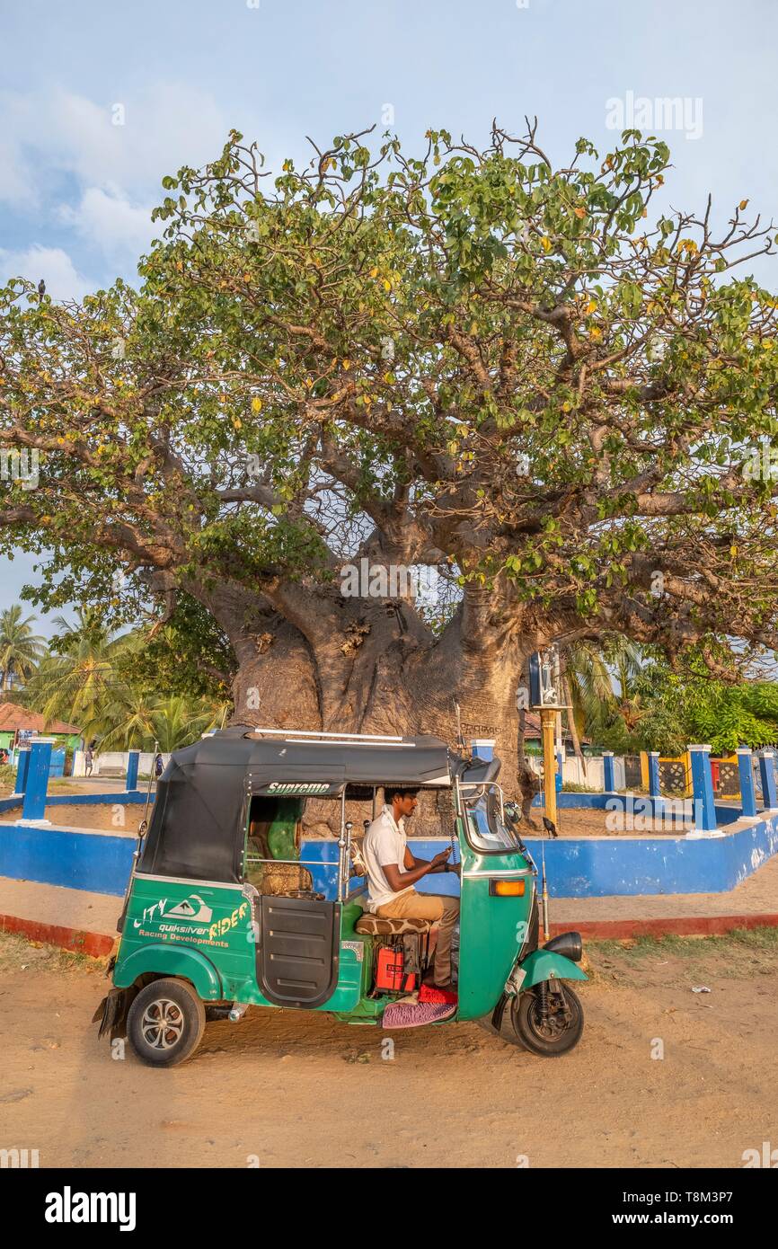 Sri lanka mannar baobab hi-res stock photography and images - Alamy