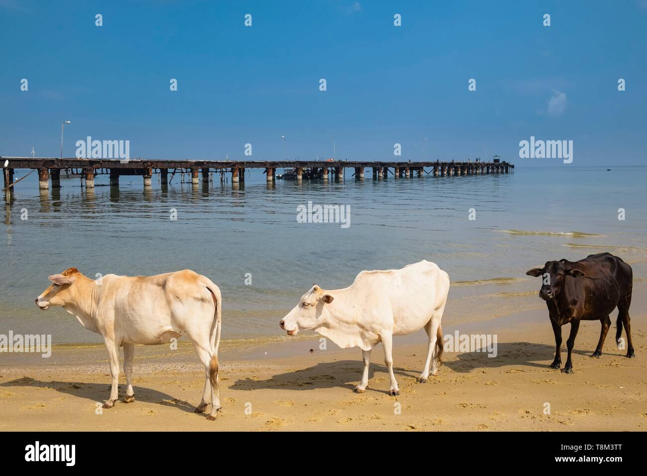 Sri Lanka, Northern province, Mannar island, Thalaimannar village, old ...