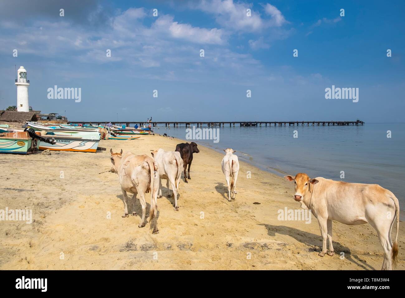 Sri Lanka, Northern province, Mannar island, Thalaimannar village, the ...