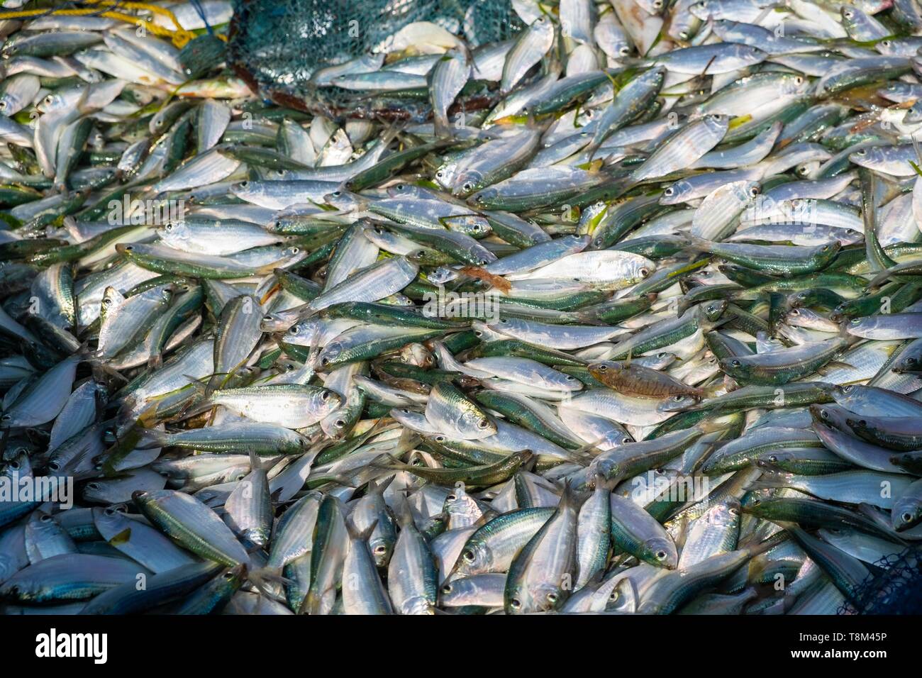 Sri Lanka, Northern province, Mannar island, Thalvupadu village, back ...