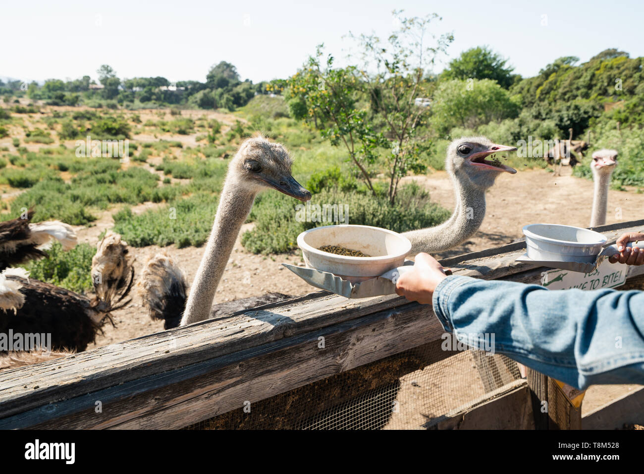 Ostriches Eating