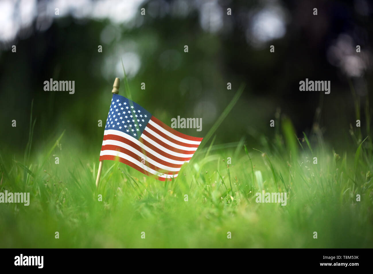 Group of American flags in green grass Stock Photo - Alamy