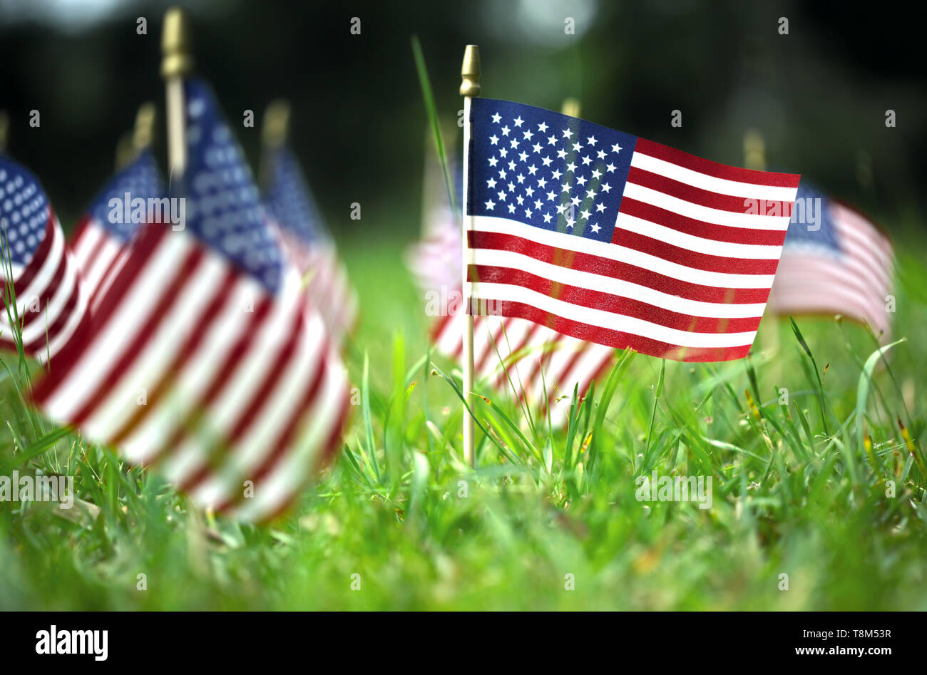 Group of American flags in green grass Stock Photo - Alamy