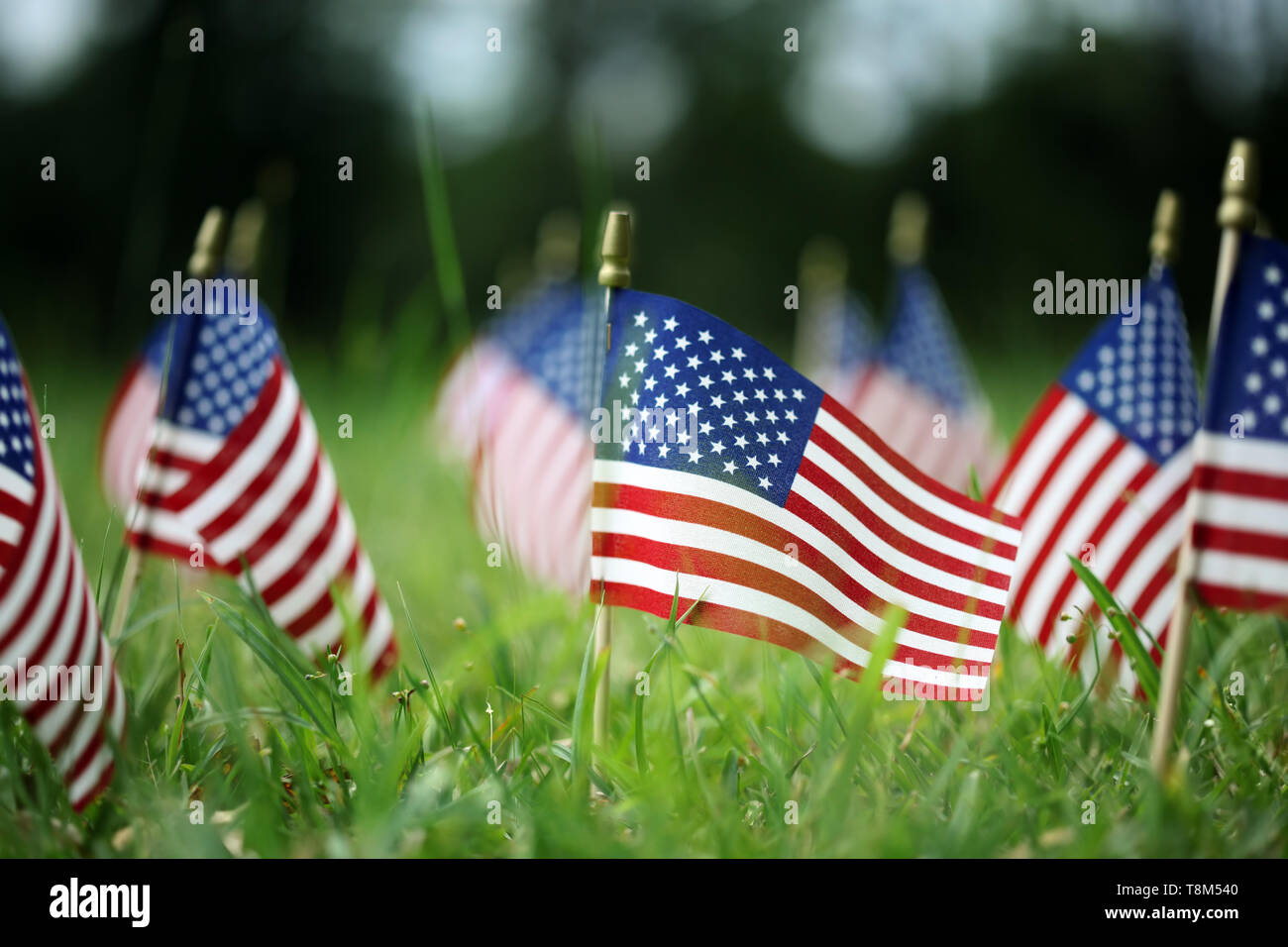 Group of American flags in green grass Stock Photo - Alamy