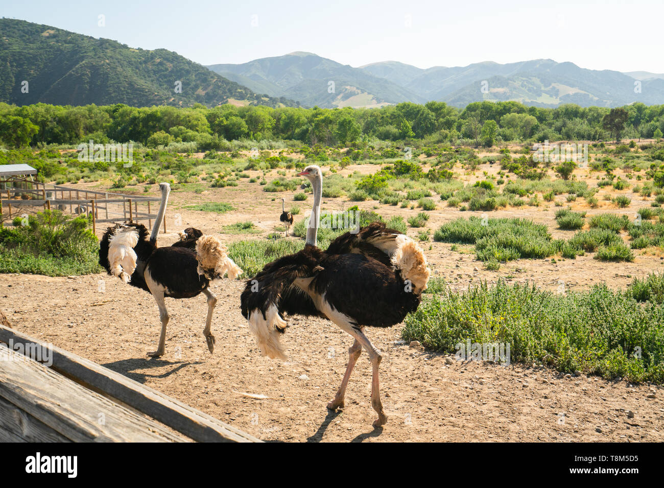 Curious ostriches hi-res stock photography and images - Alamy