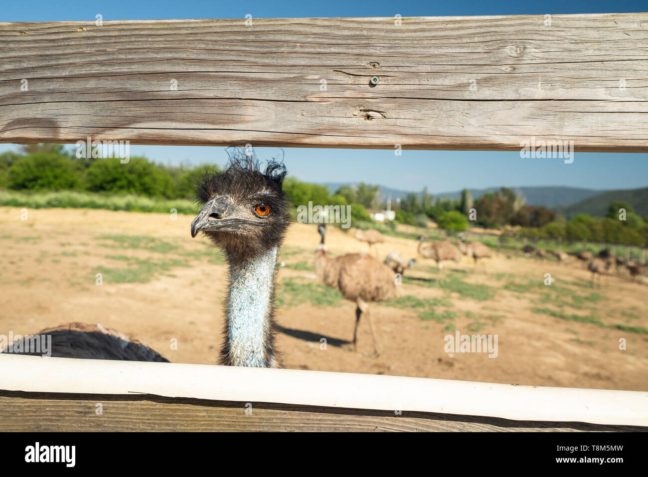 Portrait of Emu, Australian Ostrich, With Open Eyes Stock Photo - Alamy