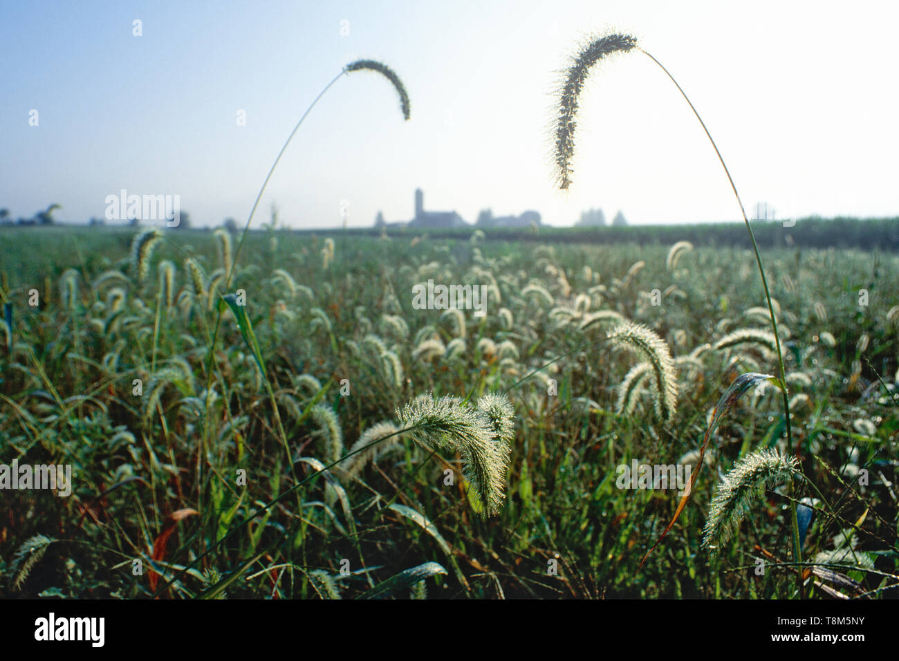 Grasses in Farm Field Stock Photo - Alamy