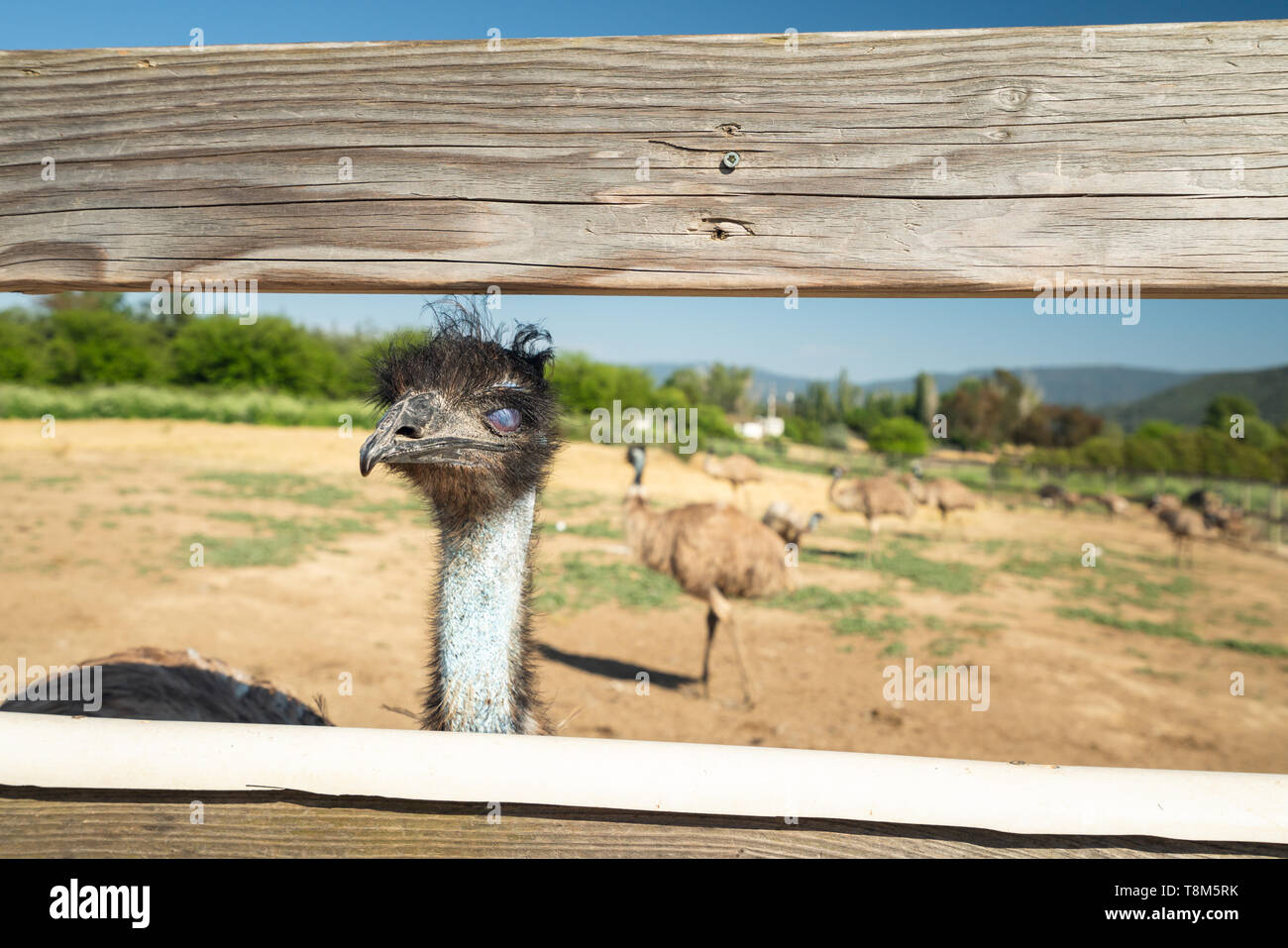 Portrait of Emu.Ostriches have a Nictitating Membrane Inside Their Eyes ...