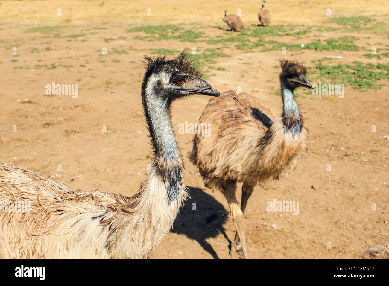 Emu, The Largest Native Bird of Australia Stock Photo - Alamy