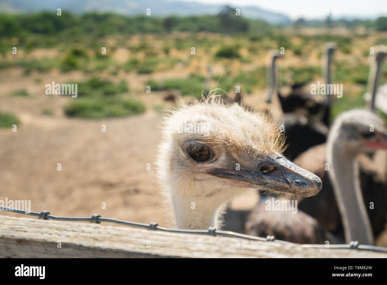 Ostrich skin hi-res stock photography and images - Alamy