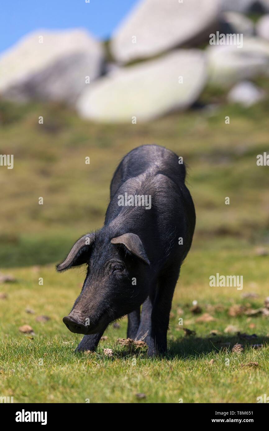 Corsican pigs hi-res stock photography and images - Alamy