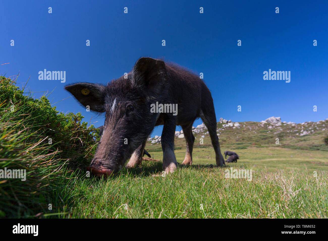 Corsican pigs hi-res stock photography and images - Alamy
