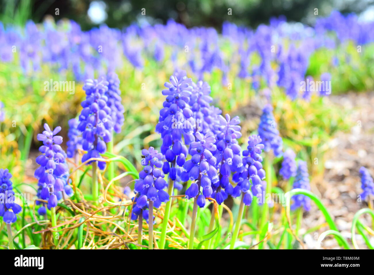 Field of blue bells hi-res stock photography and images - Alamy