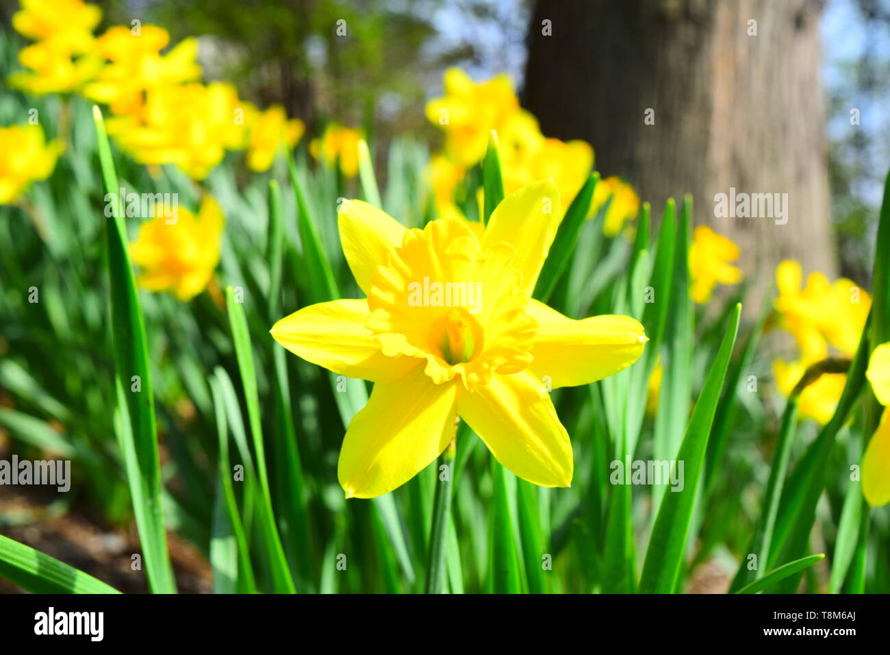 Daffodils field hi-res stock photography and images - Alamy