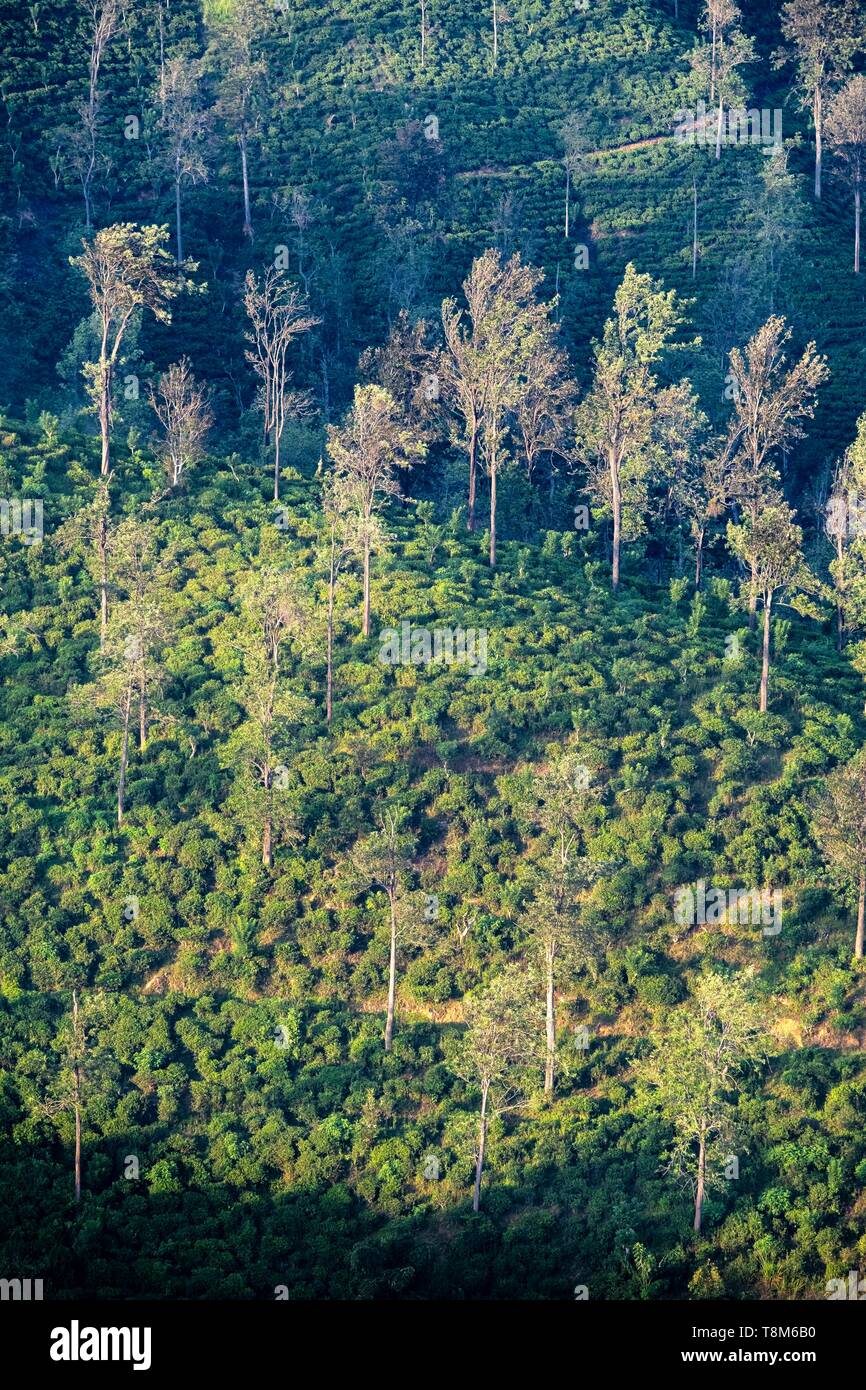 Sri Lanka, Uva province, Ella, Newburgh Green Teas Factory Stock Photo ...