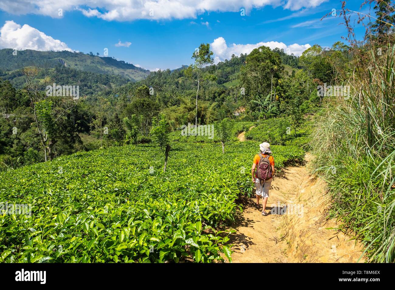 Sri Lanka, Uva province, Ella, the town is surrounded by hills covered ...