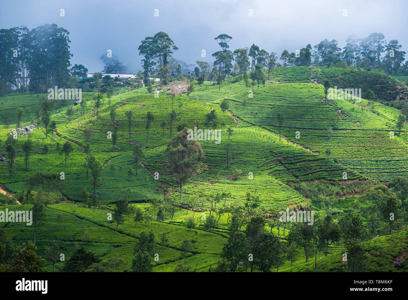 Sri Lanka, Uva province, Haputale, the village is surrounded by the tea ...
