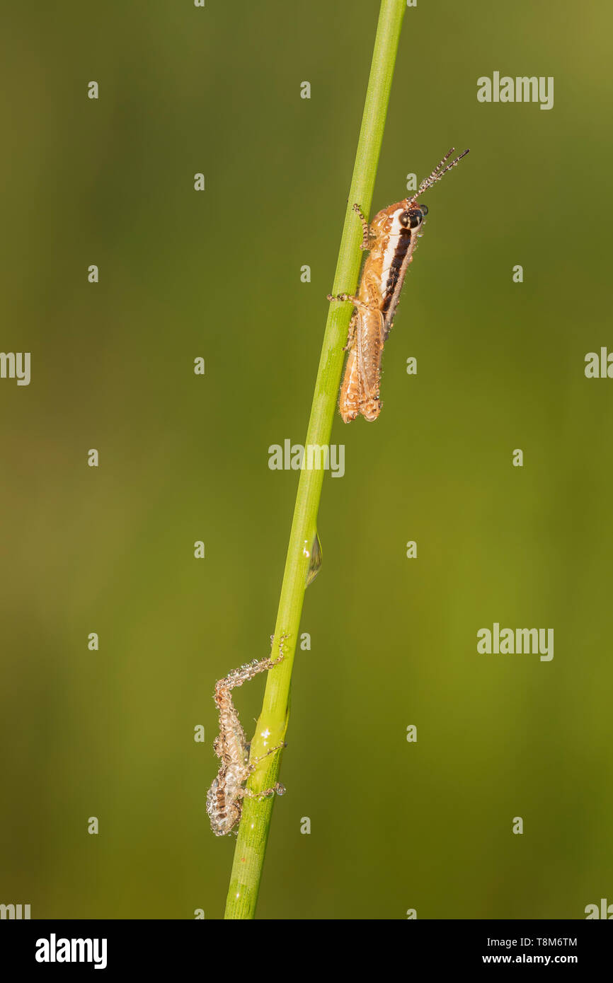 Plant Spur High Resolution Stock Photography and Images - Alamy
