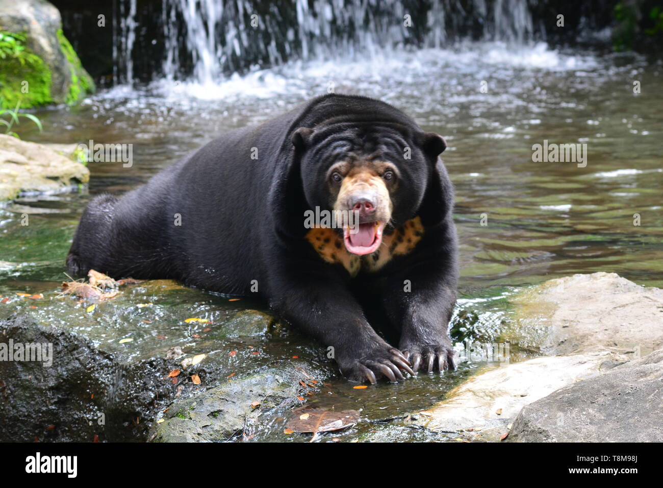 Malayan Sun Bear (Helarctos malayanus) in nature Stock Photo - Alamy