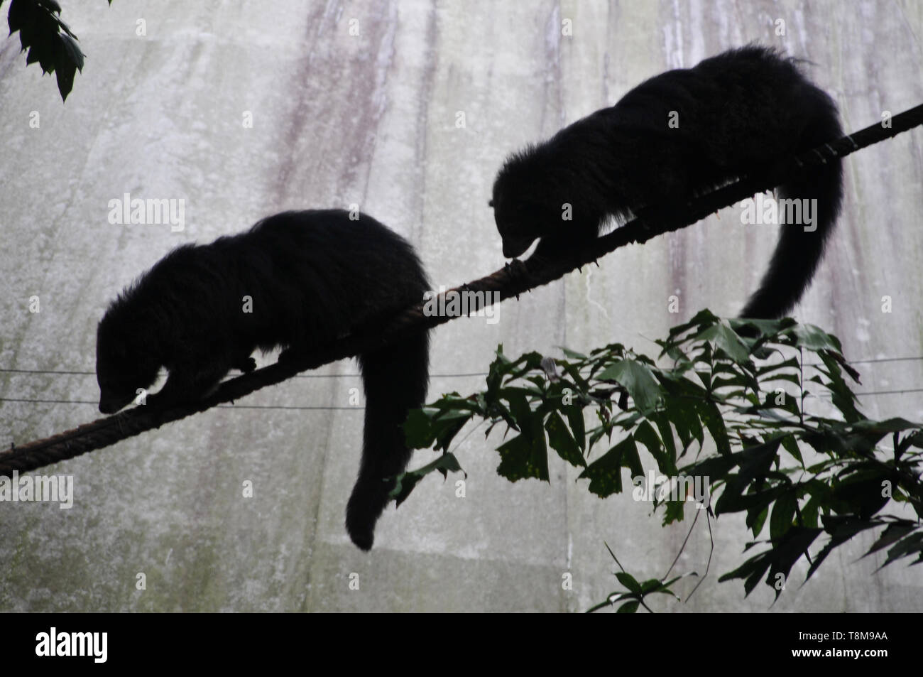 Close up Binturong or Bearcat (Binturong or Arctictis Binturong ...