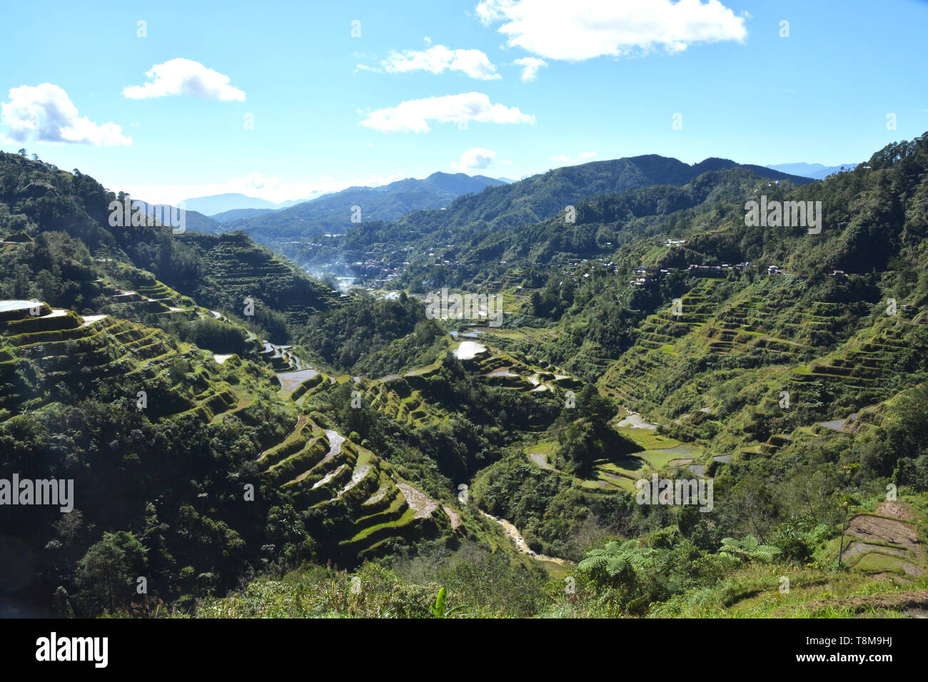 Mountain Valley with Rice Fields on Terraces, irrigated (Ifugao, Banaue ...