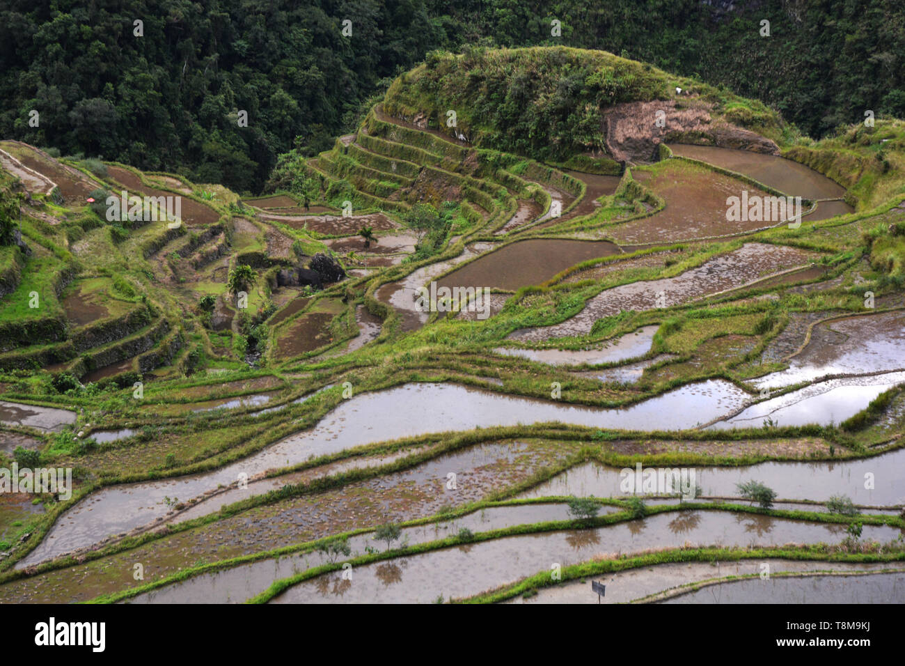 Mountain Valley with Rice Fields on Terraces, irrigated (Ifugao, Banaue ...