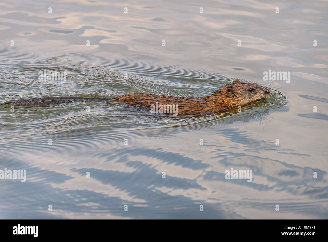 Tail of muskrat hi-res stock photography and images - Alamy