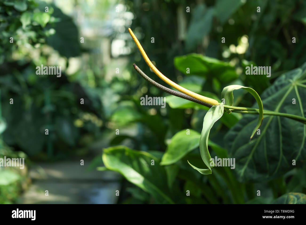 Tropical plant in botanical garden, closeup Stock Photo - Alamy