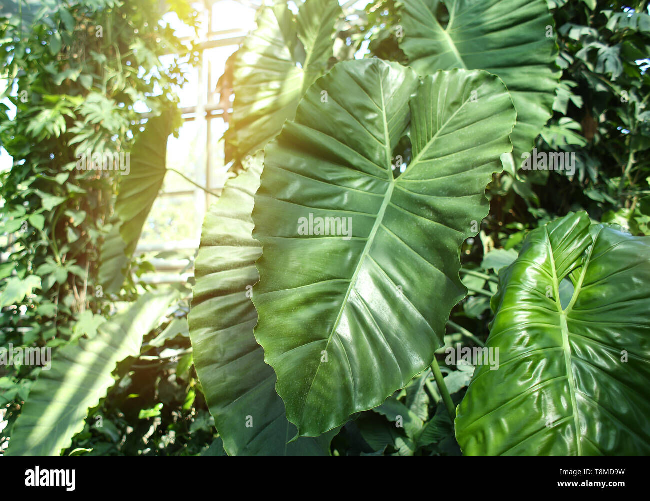 Different tropical plants in botanical garden Stock Photo - Alamy