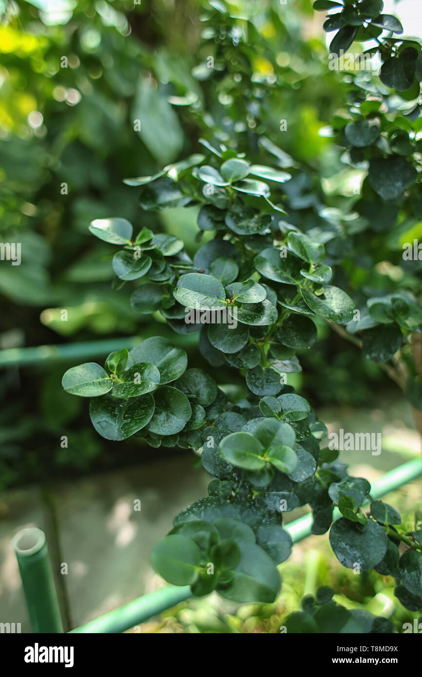 Tropical plant in botanical garden, closeup Stock Photo - Alamy