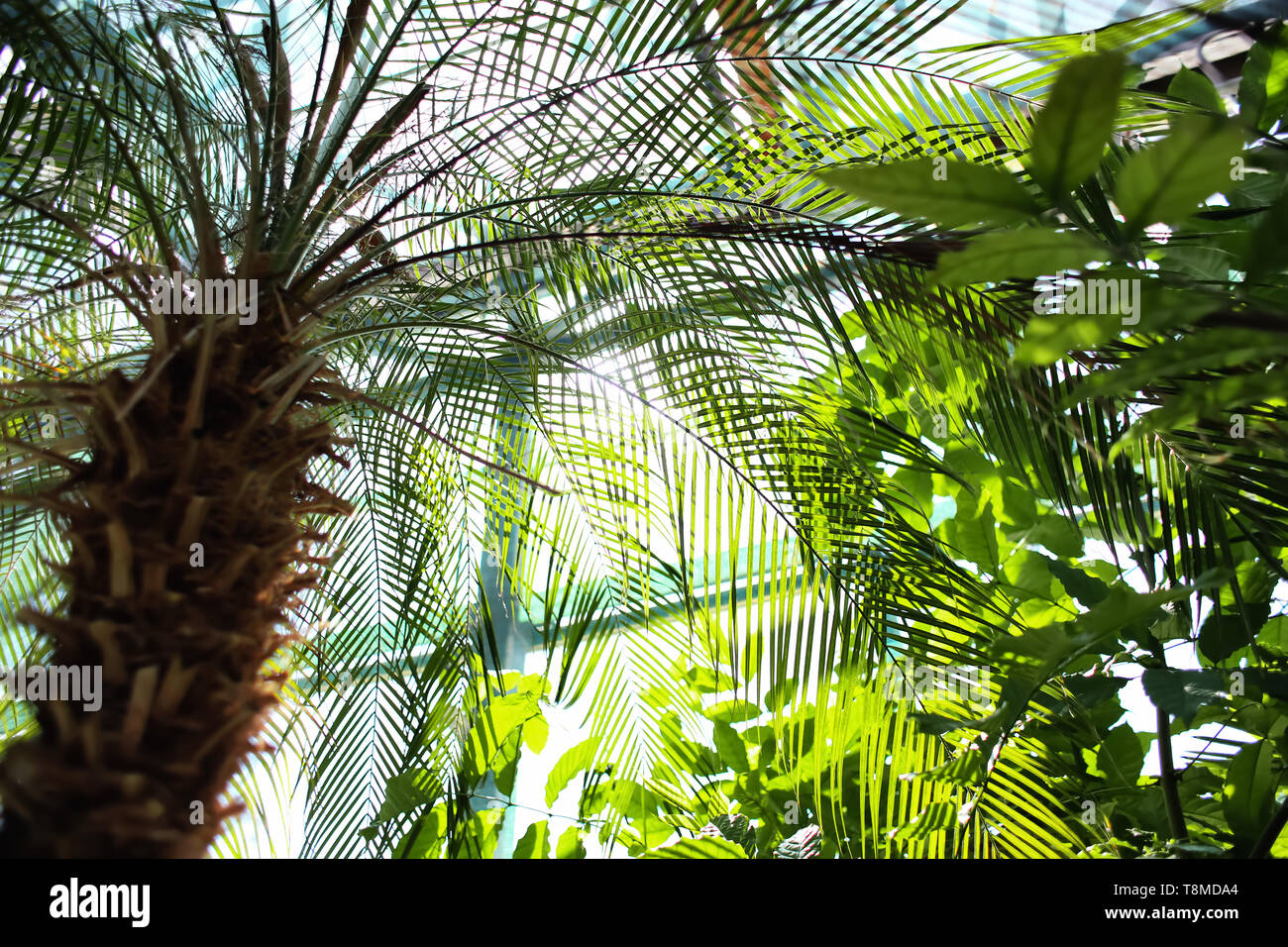 Different tropical plants in botanical garden Stock Photo - Alamy