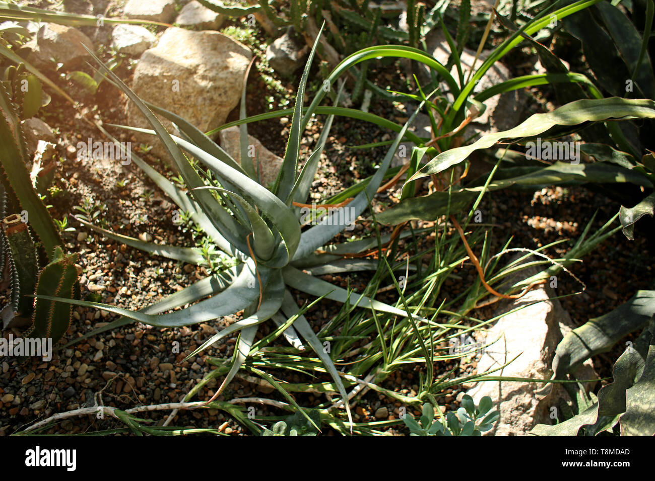 Different exotic plants in greenhouse of botanical garden Stock Photo ...