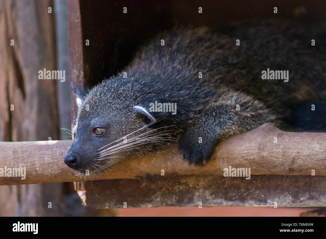 Palawan bearcat hi-res stock photography and images - Alamy