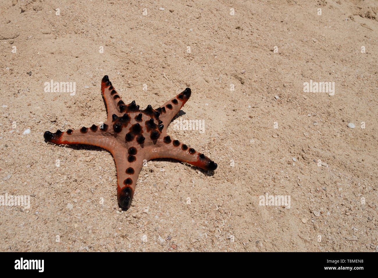 Star fish shape hi-res stock photography and images - Alamy