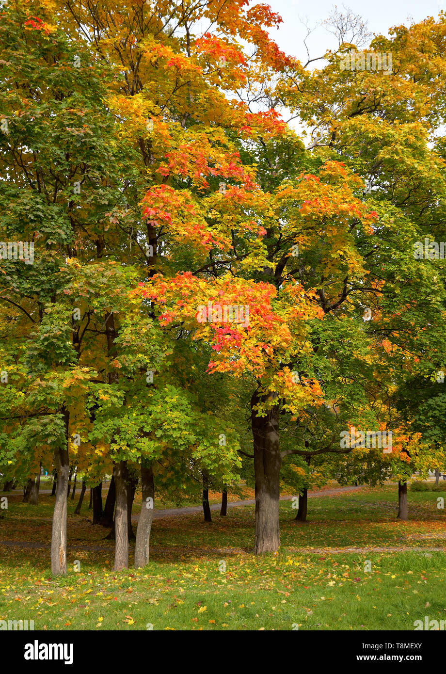 Russian park hi-res stock photography and images - Alamy