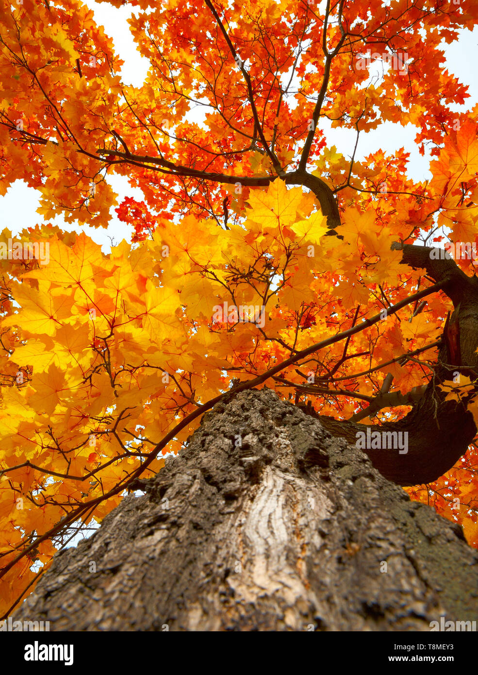 Red maple tree trunk not japanese hi-res stock photography and images ...