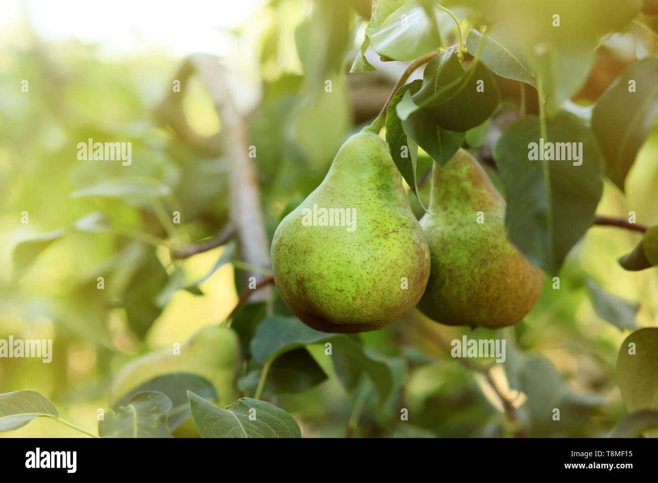 Ripe juicy pears on tree hi-res stock photography and images - Alamy