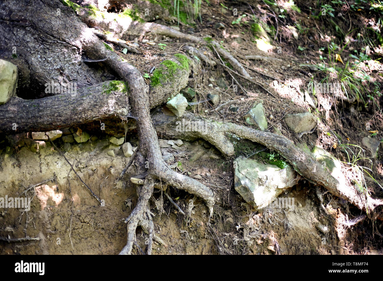 Big tree roots in wild forest Stock Photo - Alamy