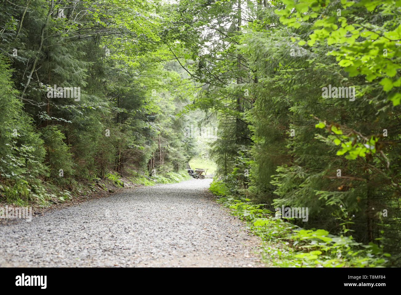 Beautiful path among trees in forest Stock Photo - Alamy
