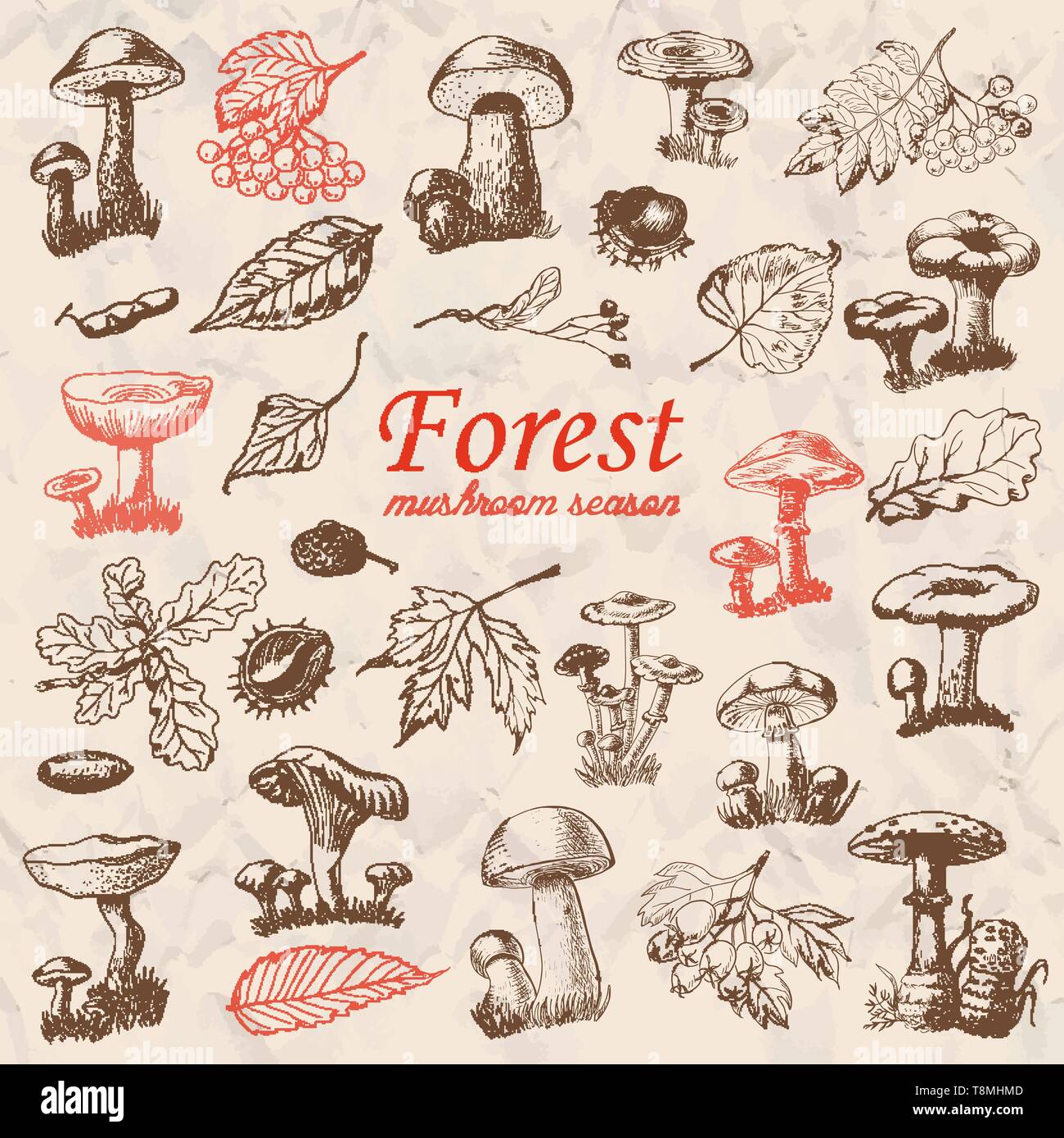 Forest Plants Drawings