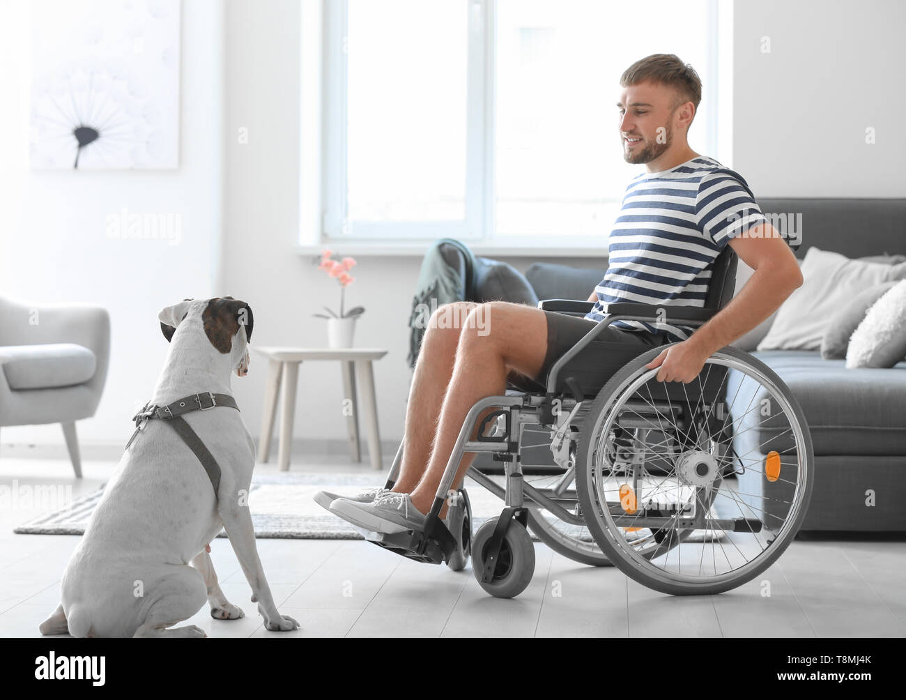 Young man in wheelchair with service dog at home Stock Photo - Alamy